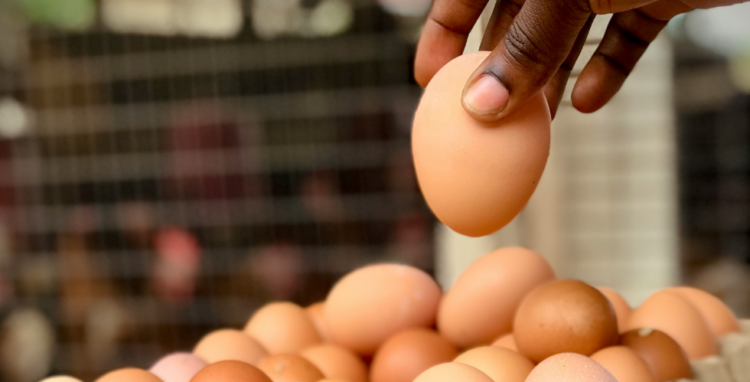 About the Egg Quality Assurance™ (EQA®) Program - EQA